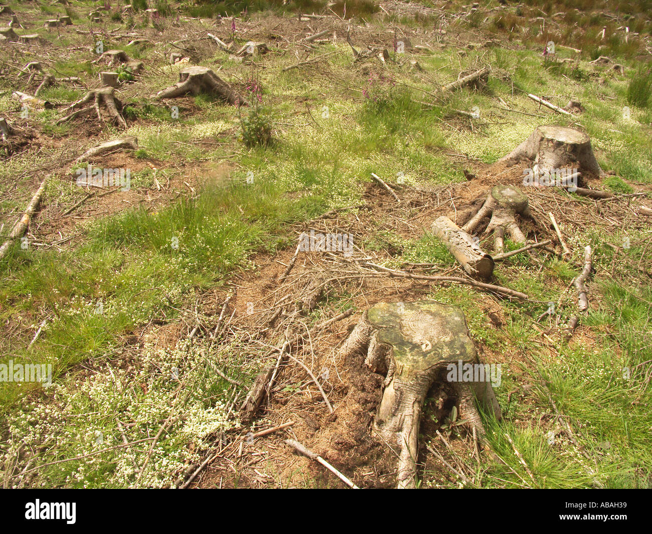 Tree stumps after tree felling in plantation Stock Photo - Alamy