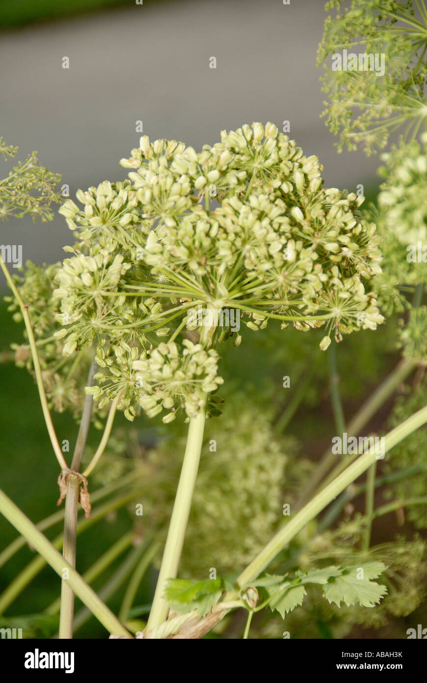 Angelica archangel hi-res stock photography and images - Alamy
