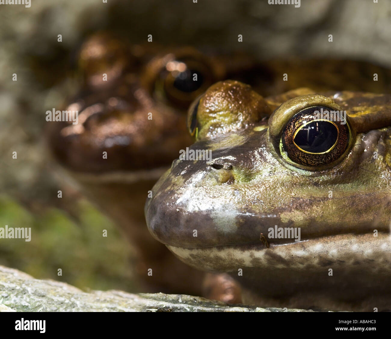 Two American Bullfrogs sitting next to each other Stock Photo - Alamy