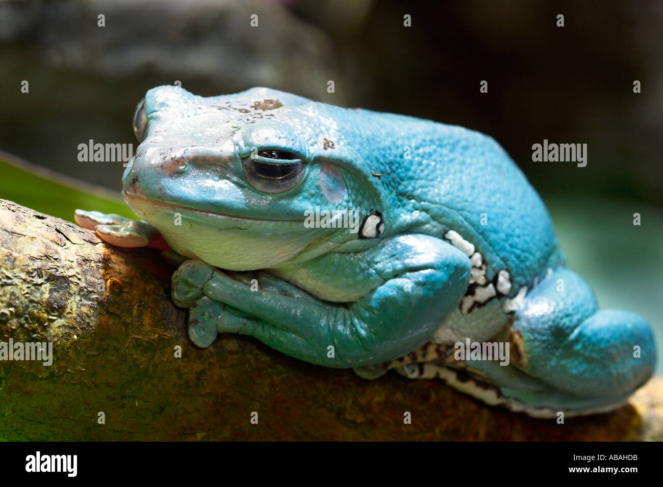 Chinese Gliding Frog