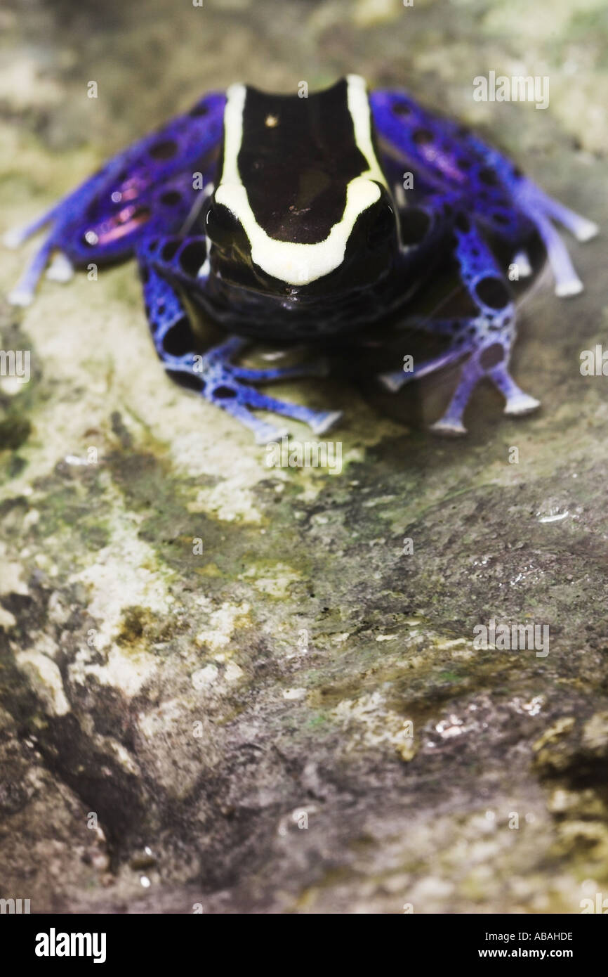 Dart Dyeing Poison Frog Genus Dendrobates Tinctorius South America ...