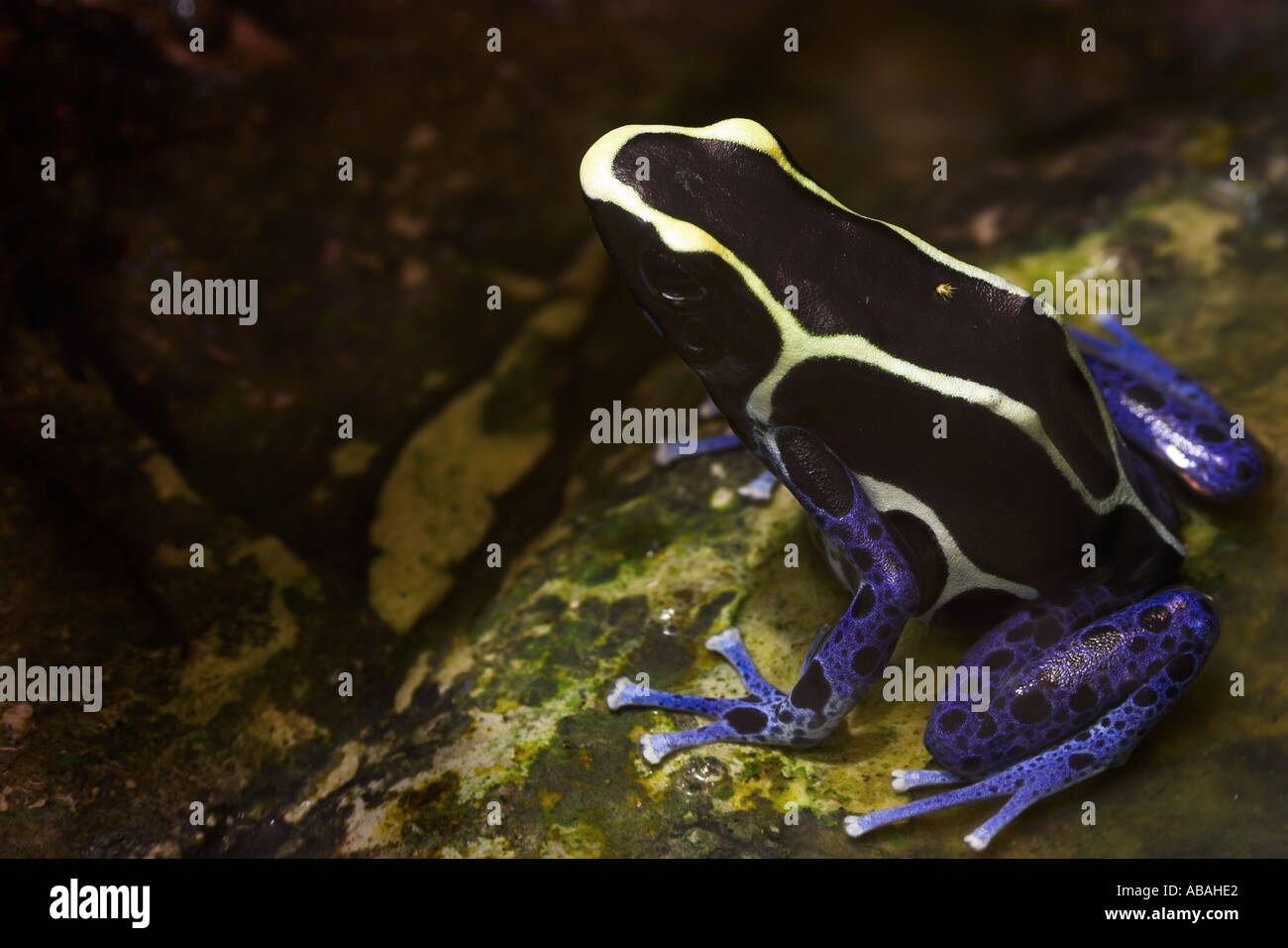 Dart Dyeing Poison Frog Genus Dendrobates Tinctorius South America ...