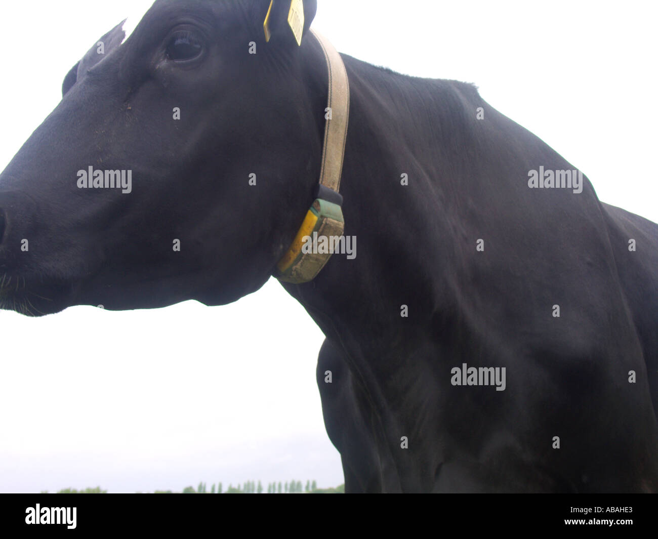 Black neck and head hi-res stock photography and images - Alamy