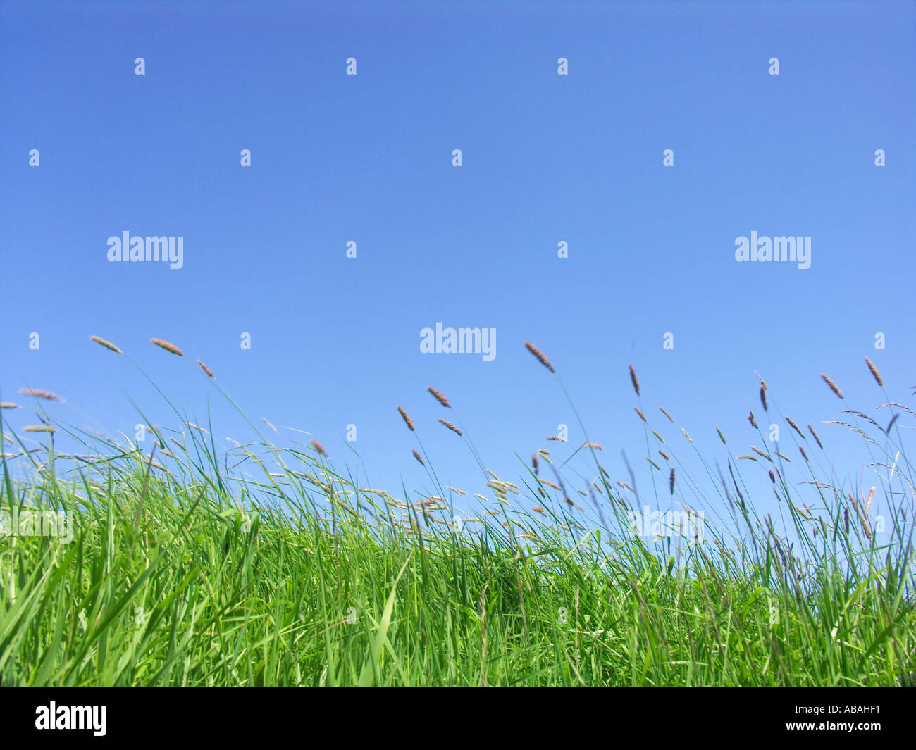 Grassy bank hi-res stock photography and images - Alamy