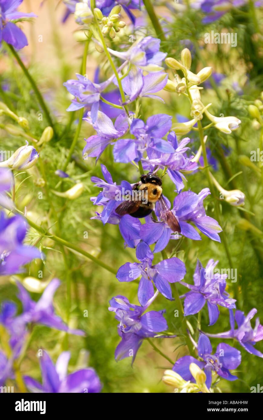 Bumble Bee Collecting pollon ona Purple Flower Stock Photo - Alamy