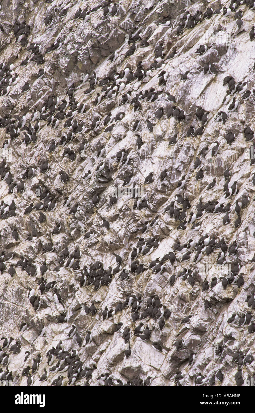 Uria algae hi-res stock photography and images - Alamy