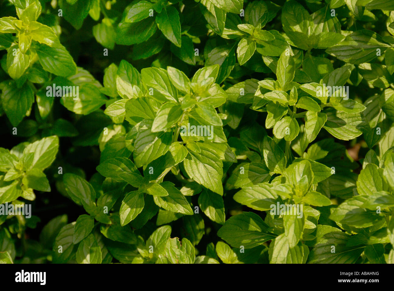 Calamintha nepetoides hi-res stock photography and images - Alamy