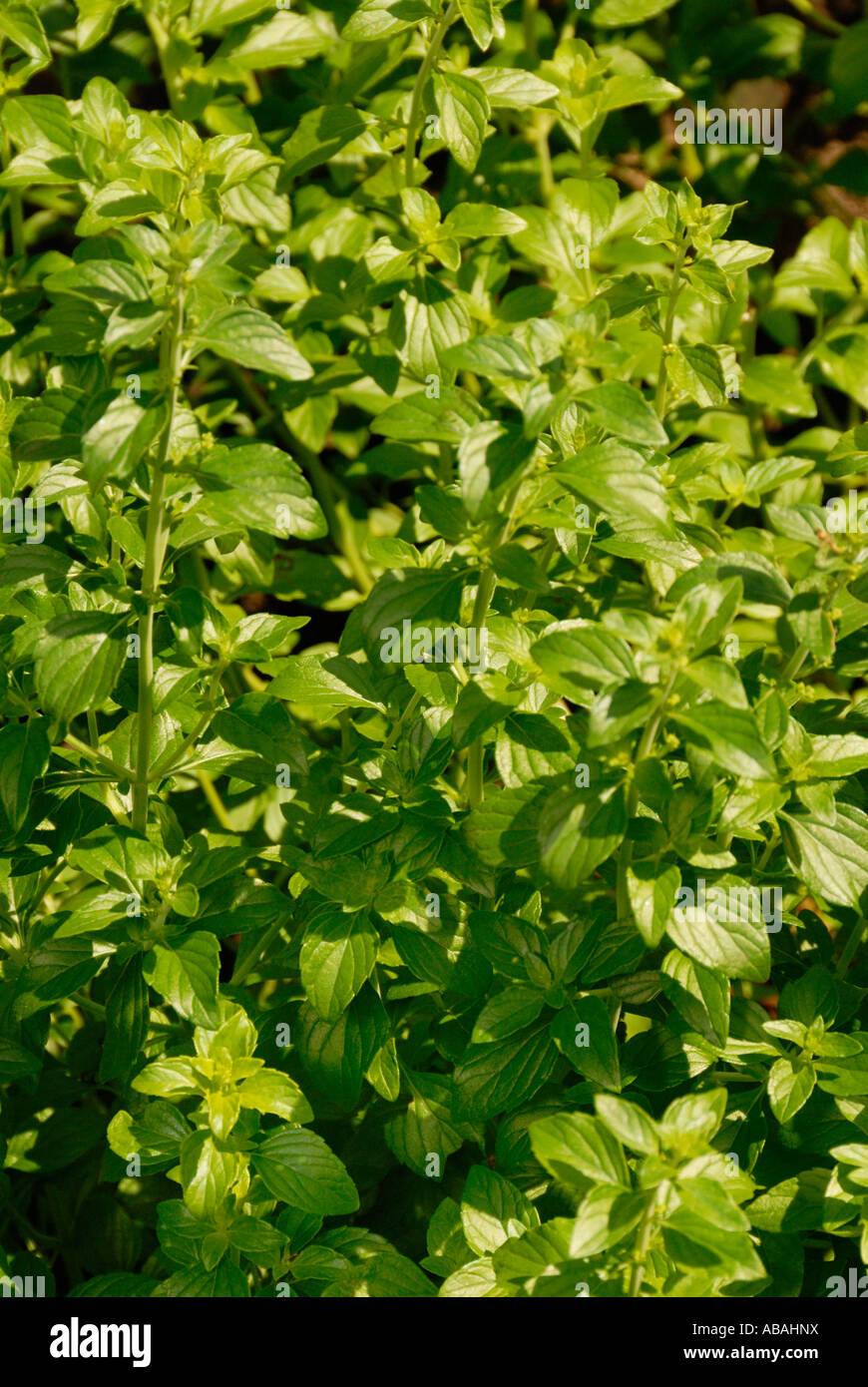 Calamintha nepetoides hi-res stock photography and images - Alamy