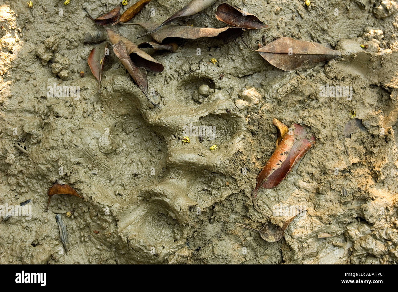 Tiger footprint hi-res stock photography and images - Alamy