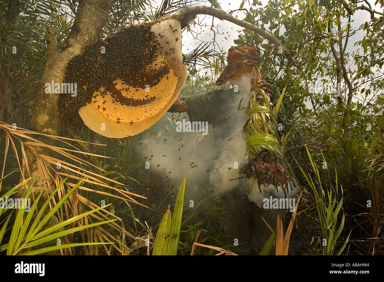 Honey hunter chasing bees away with smoke torch in Sunderbans ...