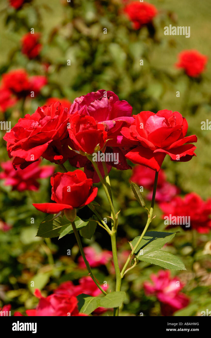 Cultivar carousel hi-res stock photography and images - Alamy