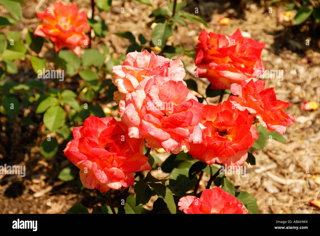 Chris Evert Rose Stock Photo - Alamy