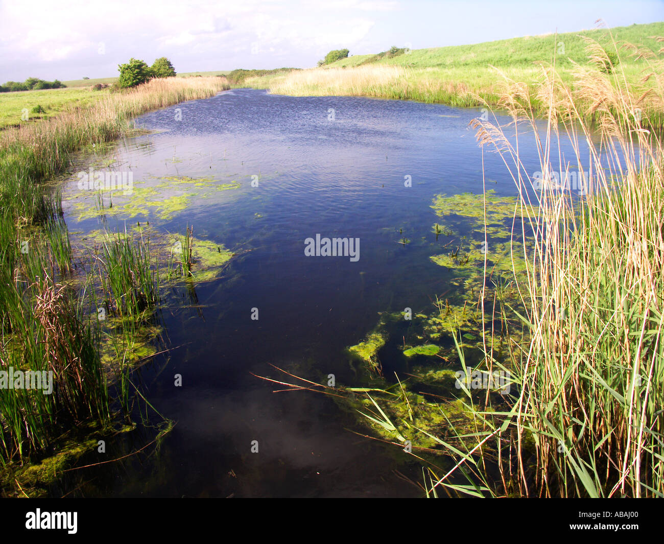 Boyton marshes drainage channel Suffolk England Stock Photo - Alamy