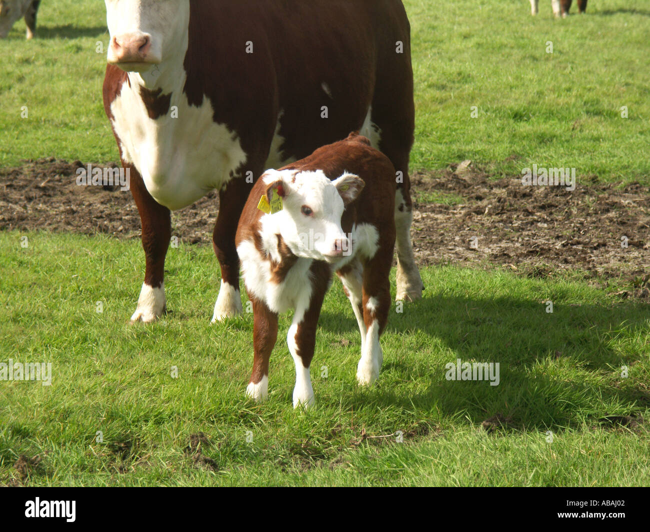 Hereford cattle new born calf and mother Stock Photo - Alamy