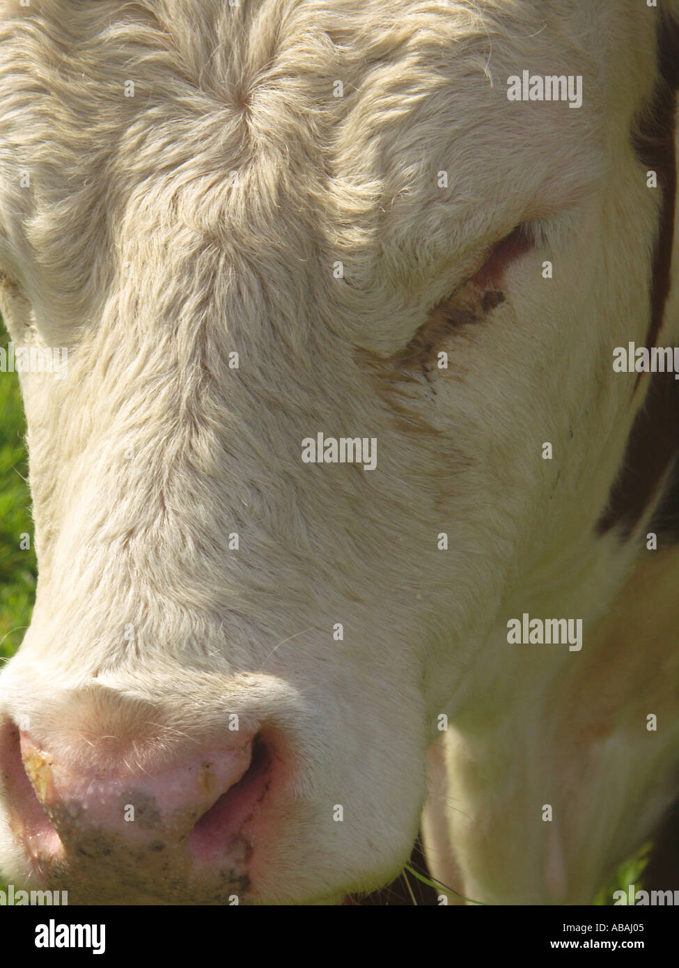 Hereford cow head Stock Photo - Alamy