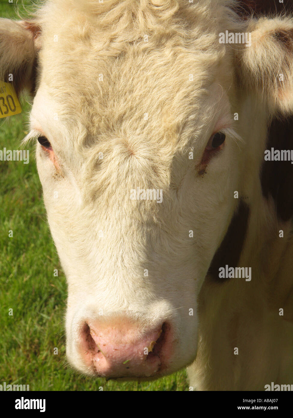 Pastoral head hi-res stock photography and images - Alamy