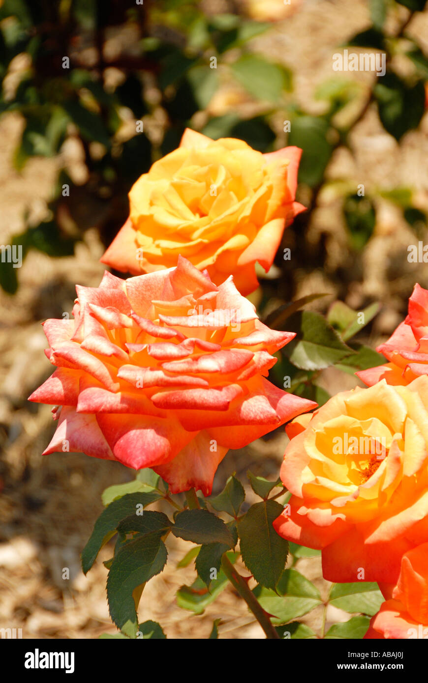 Chris Evert Rose Stock Photo - Alamy