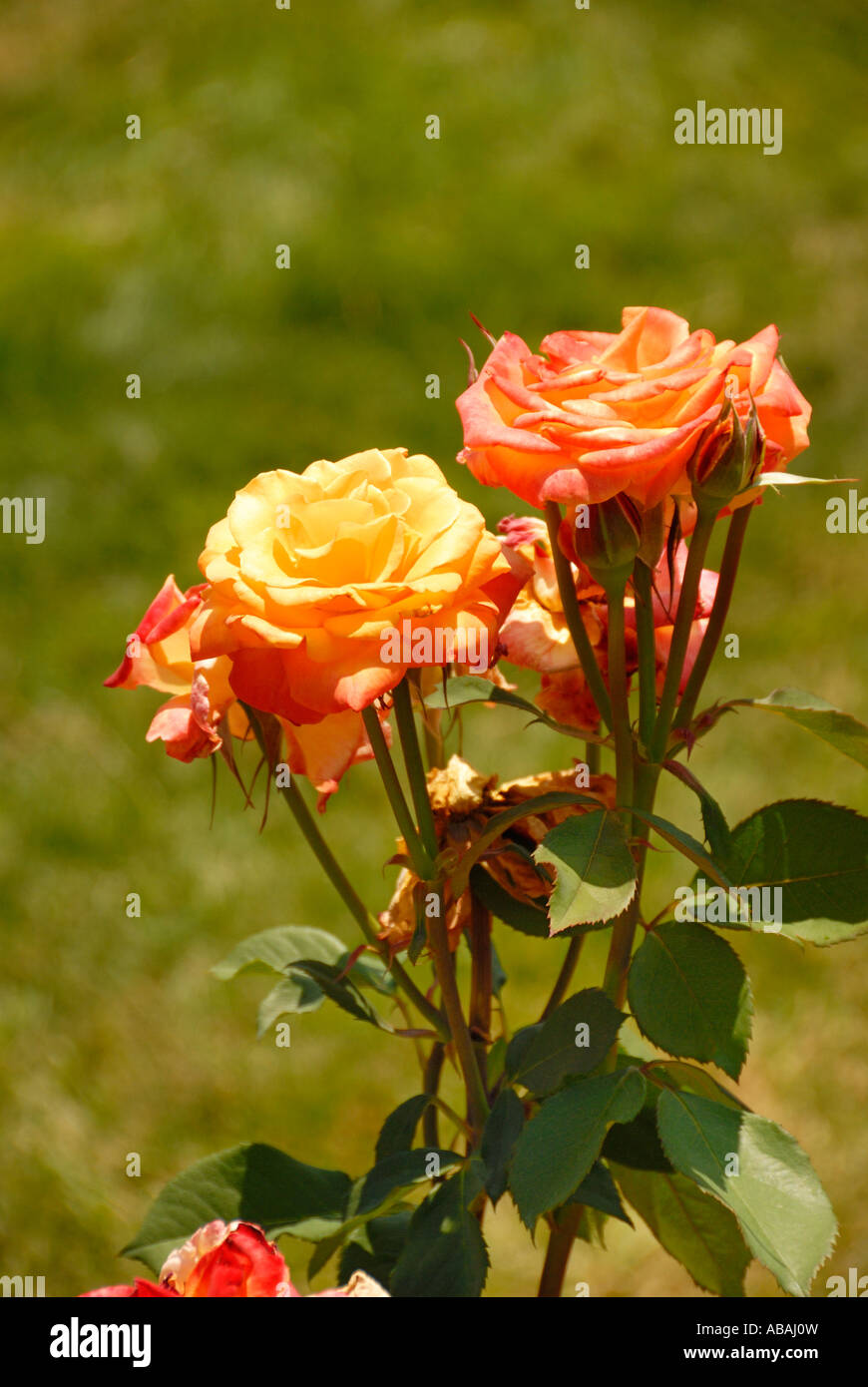 Chris Evert Rose Stock Photo - Alamy