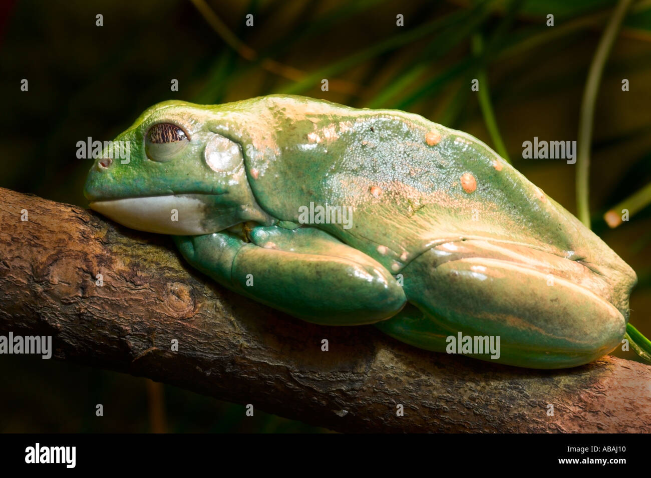 Pachymedusa dacnicolor mexican dumpy frog Stock Photo - Alamy