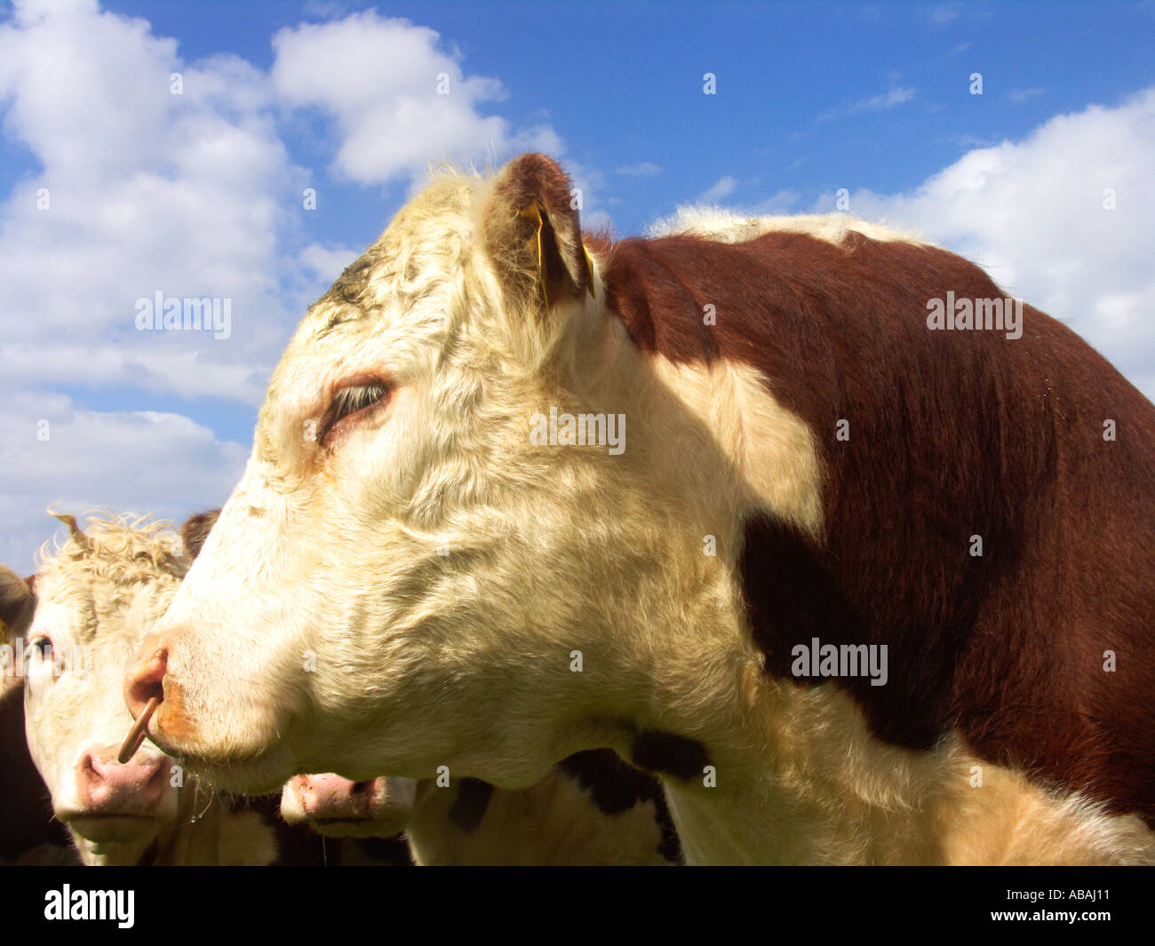 Hereford bull head Stock Photo - Alamy