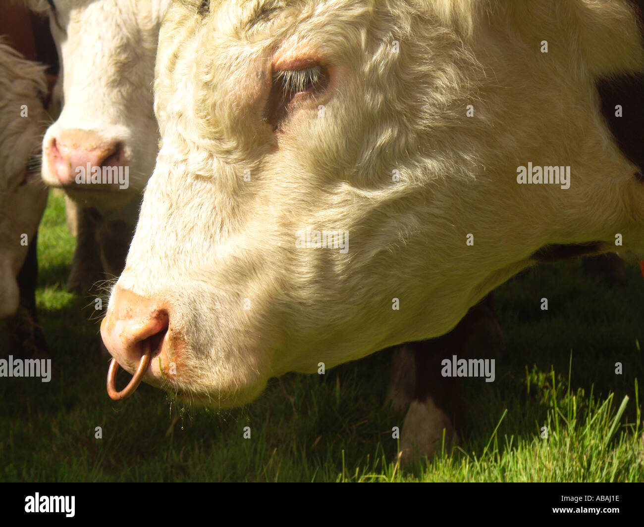 Hereford bull nose ring hi-res stock photography and images - Alamy