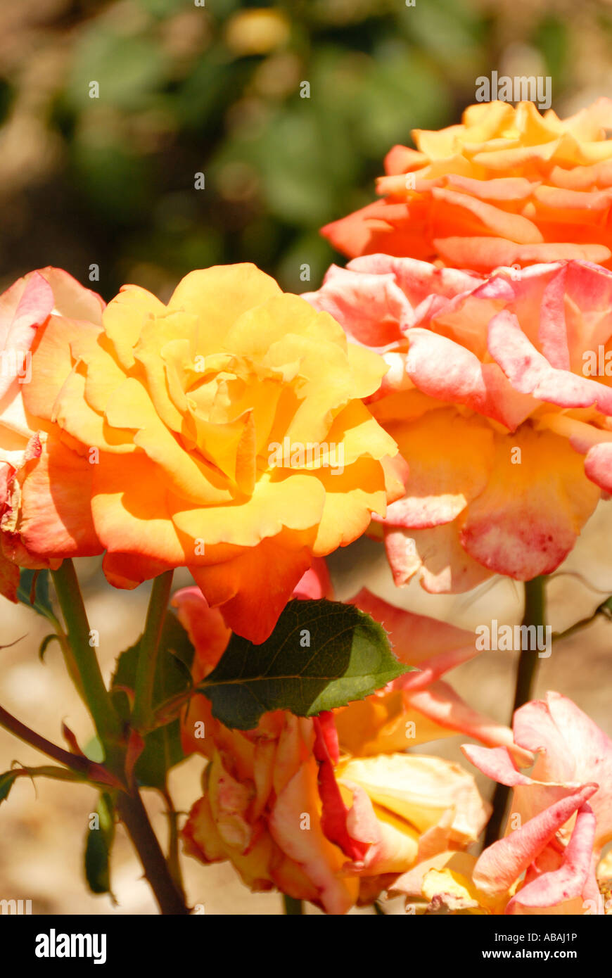 Chris Evert Rose Stock Photo - Alamy
