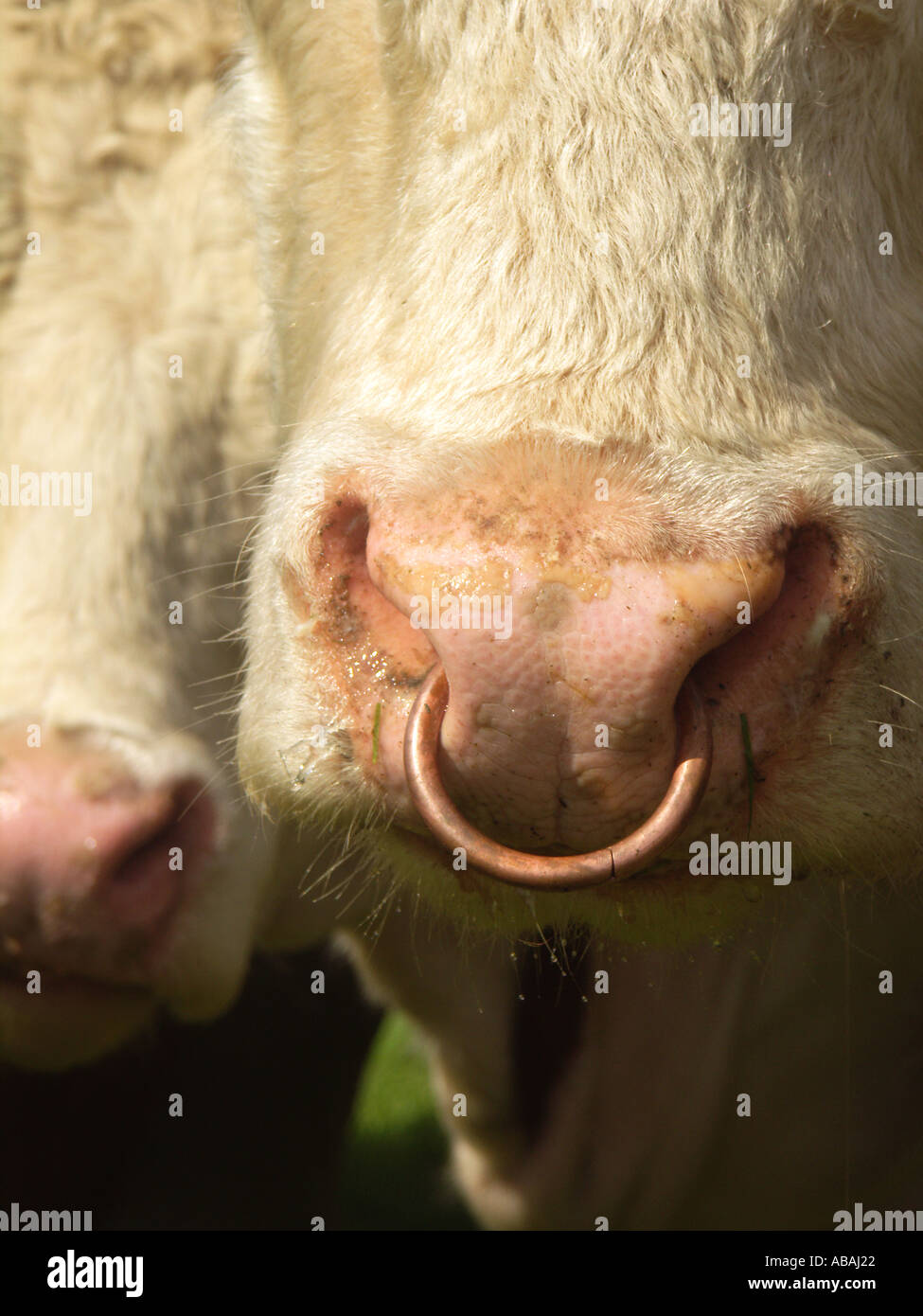 Hereford bull nose ring hi-res stock photography and images - Alamy
