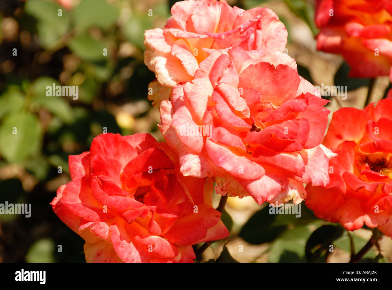 Chris Evert Rose Stock Photo - Alamy