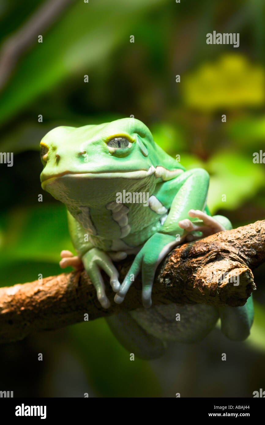 Waxy Monkey Frog Phyllomedusa sauvagii Amphibia hylidae eat insects ...