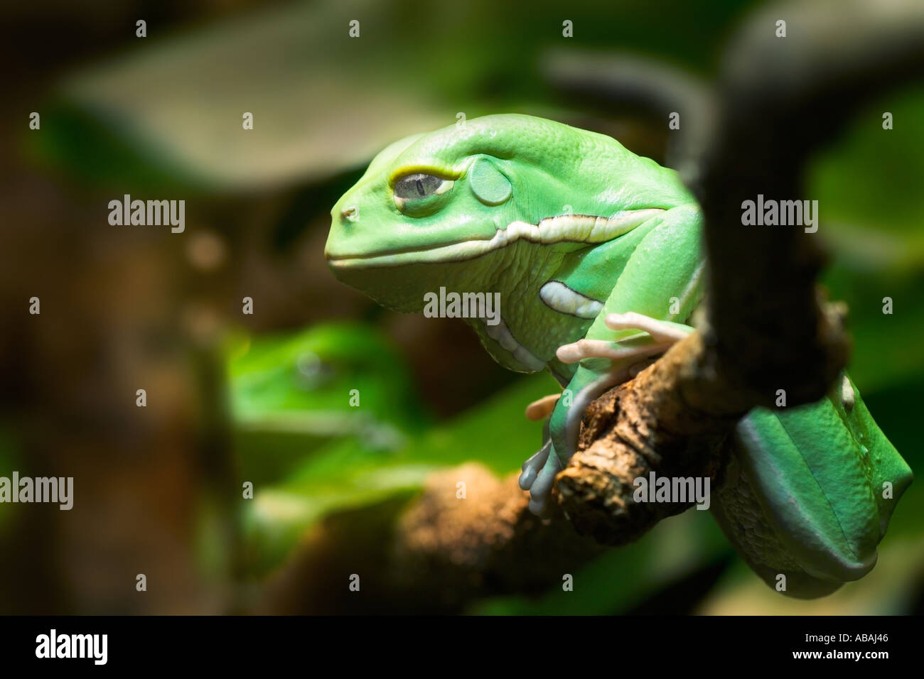 Waxy Monkey Frog Phyllomedusa sauvagii Amphibia hylidae eat insects ...