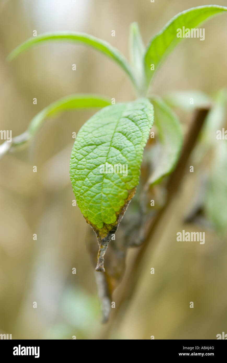 Buddleia bushes hi-res stock photography and images - Alamy