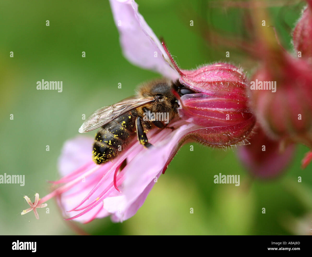 Bee and Geranium Stock Photo - Alamy