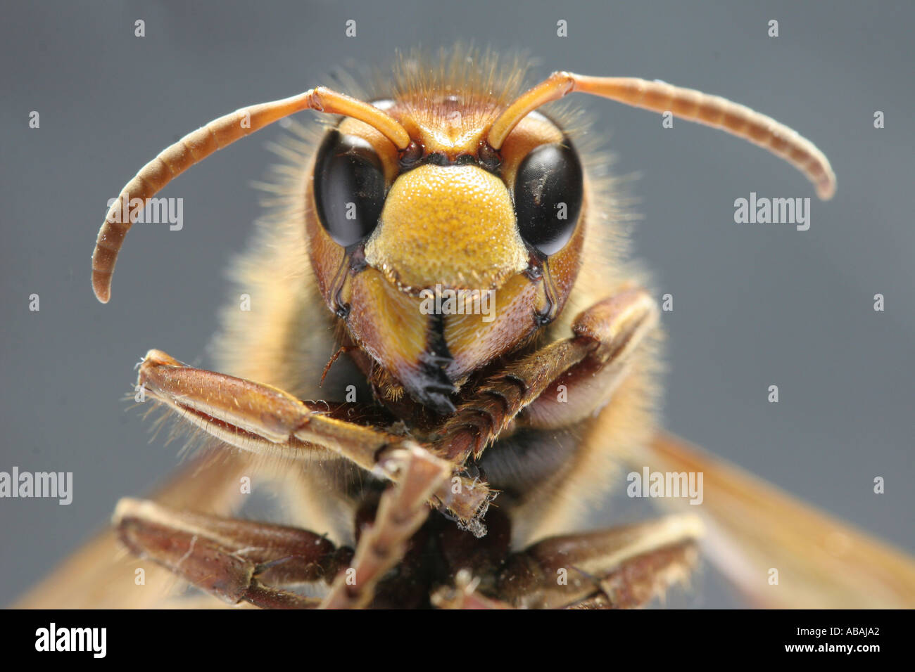 Scary looking wasp hi-res stock photography and images - Alamy