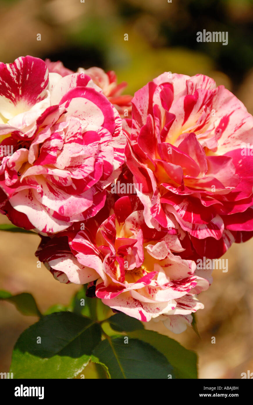 George Burns Rose Stock Photo - Alamy