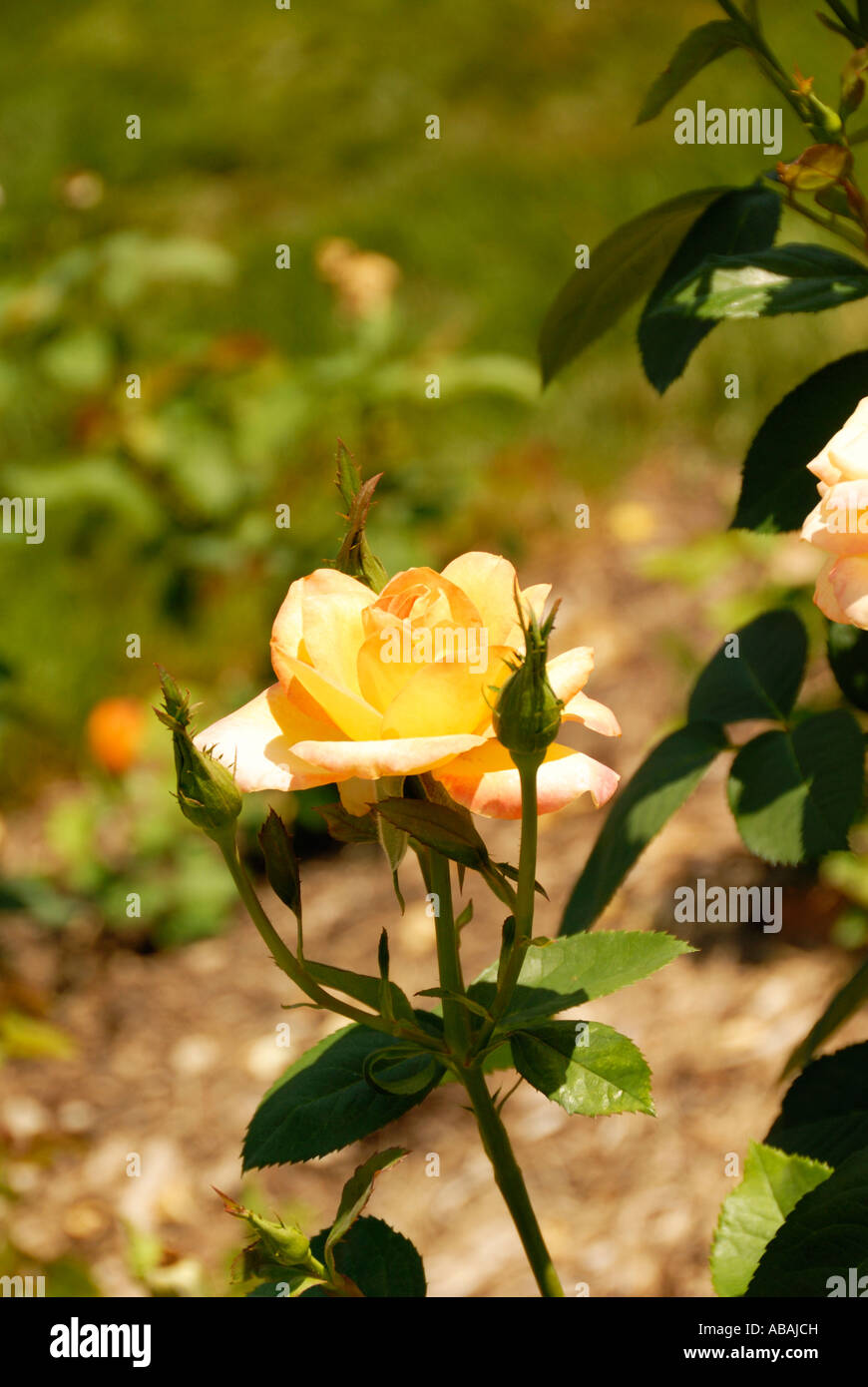 Gold Medal Rose with stems and leaves Stock Photo - Alamy