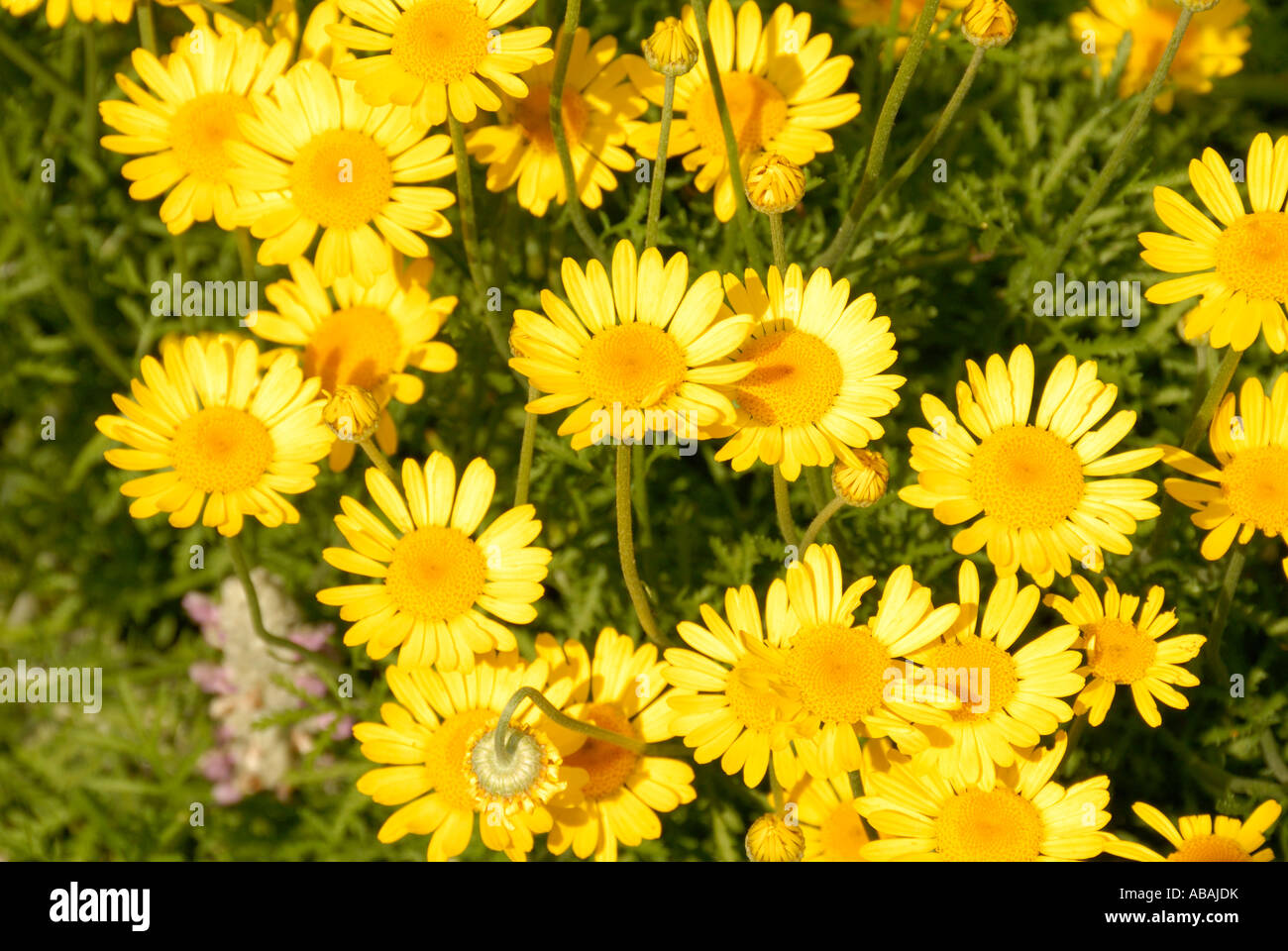 Golden marguerite daisy hi-res stock photography and images - Alamy