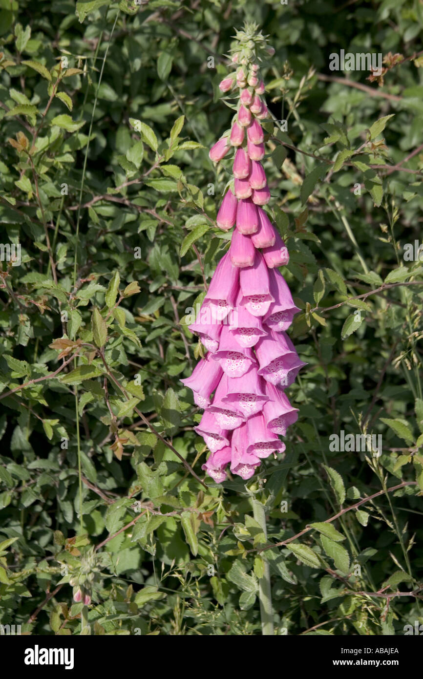 Digitalis Drug