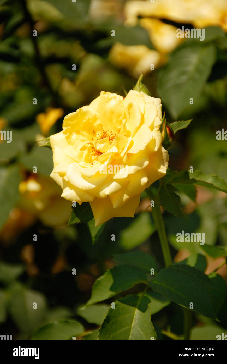 Graham thomas hi-res stock photography and images - Alamy