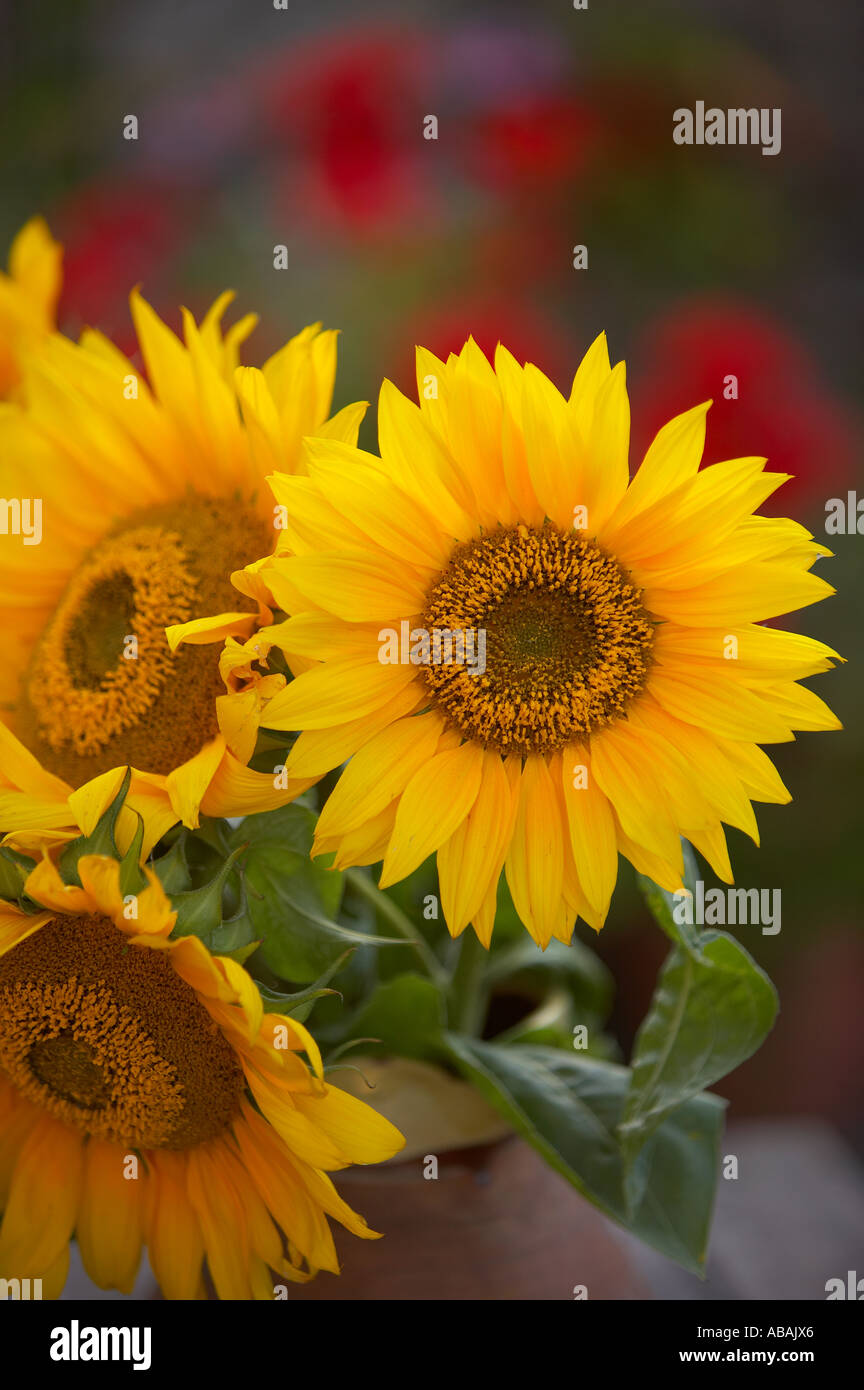 Sunflowers in garden uk hi-res stock photography and images - Alamy