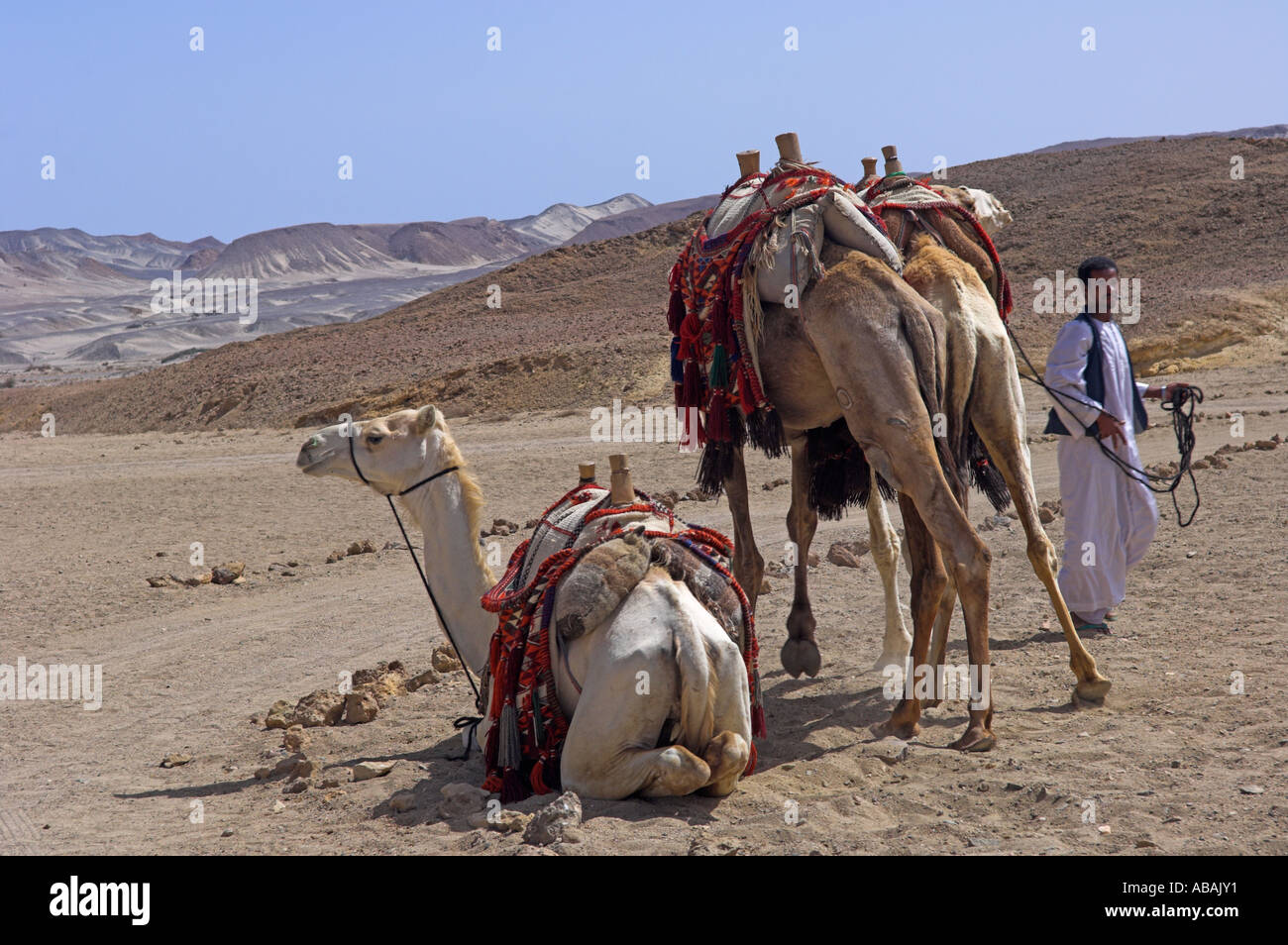 Bisharin tribesman with 3 camels in the desert valley of Wadi El Gemal ...