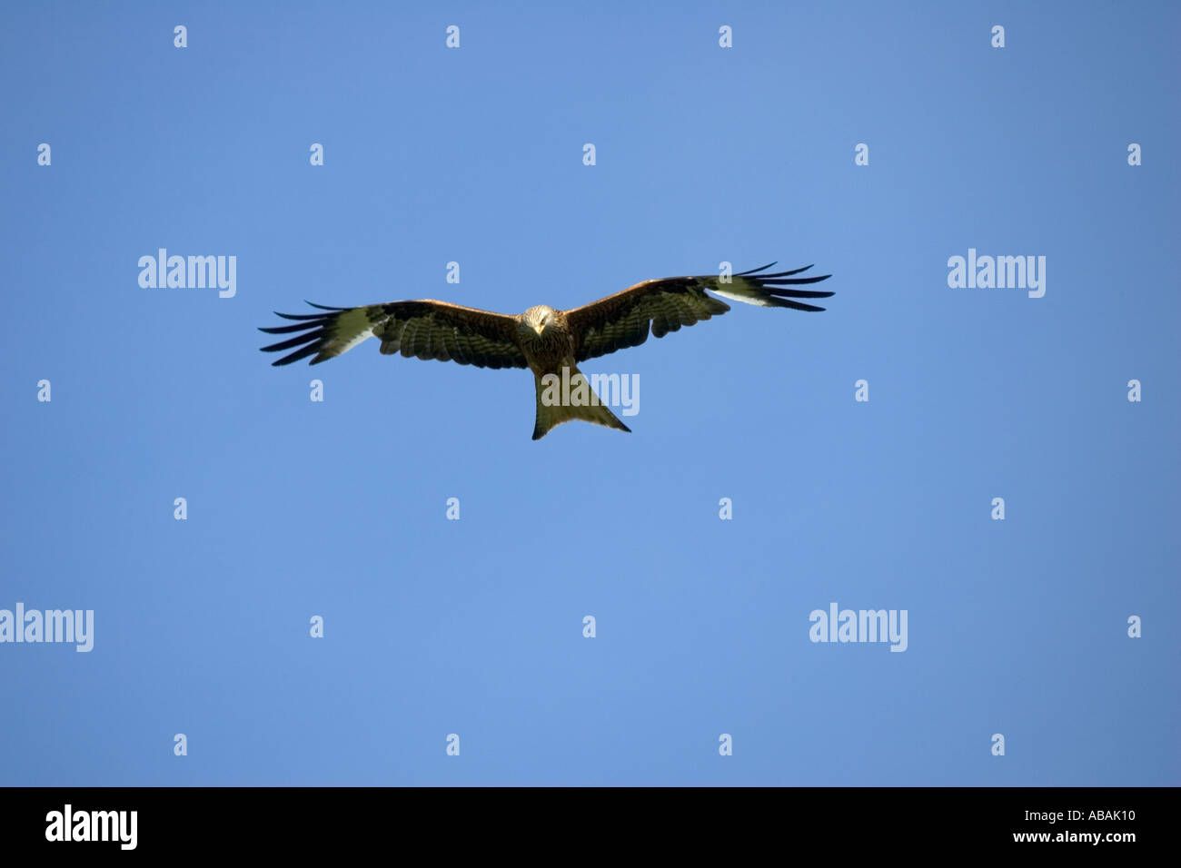Red kite in flight at RSPB supported feeding site Gigrin Farm Rhayader ...
