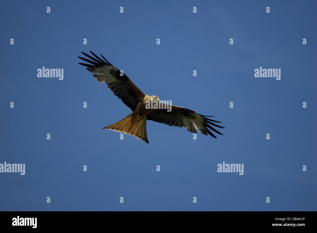 Red Kite In Flight Rspb High Resolution Stock Photography and Images ...