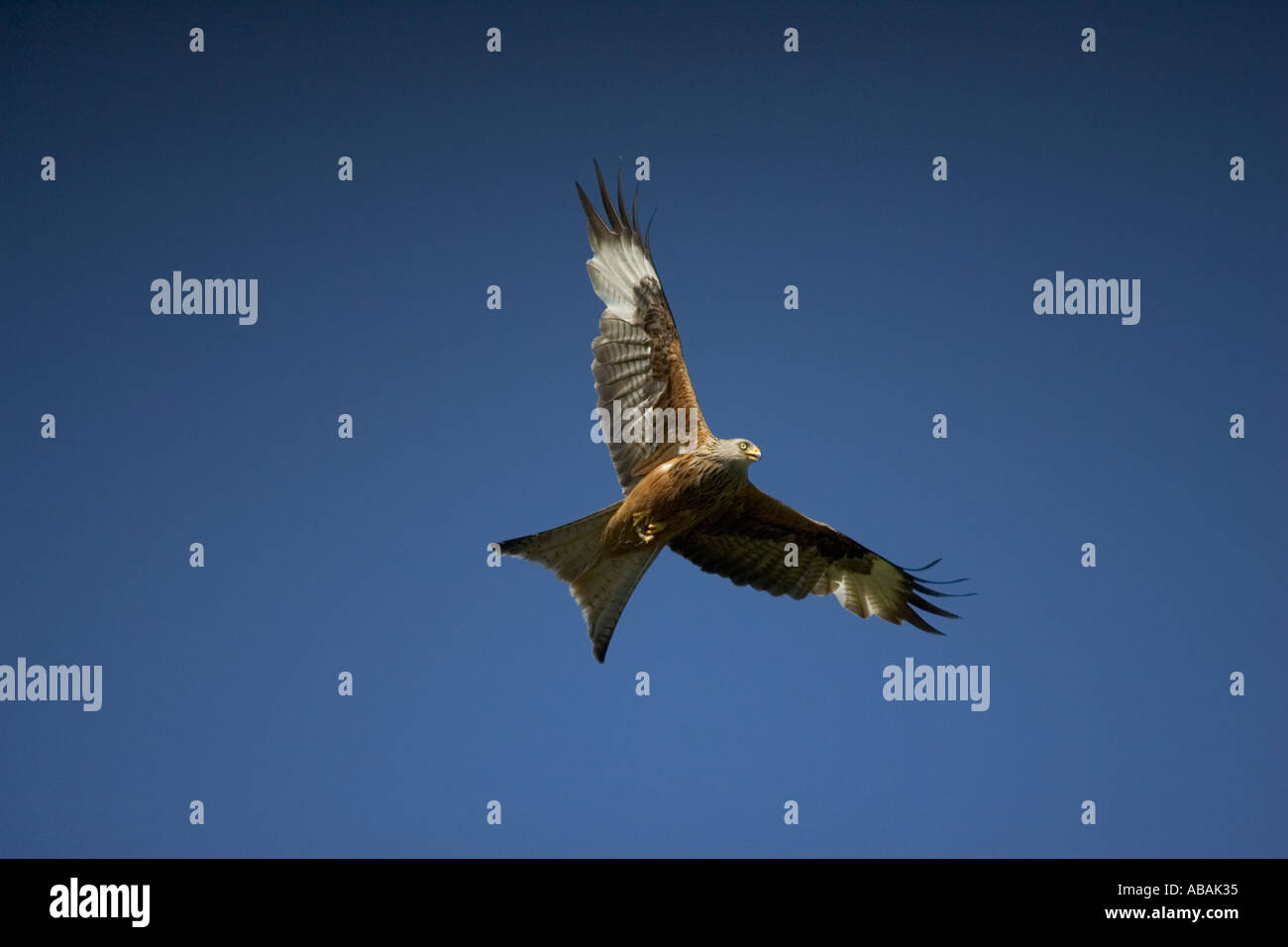 Red Kite In Flight Rspb High Resolution Stock Photography and Images ...