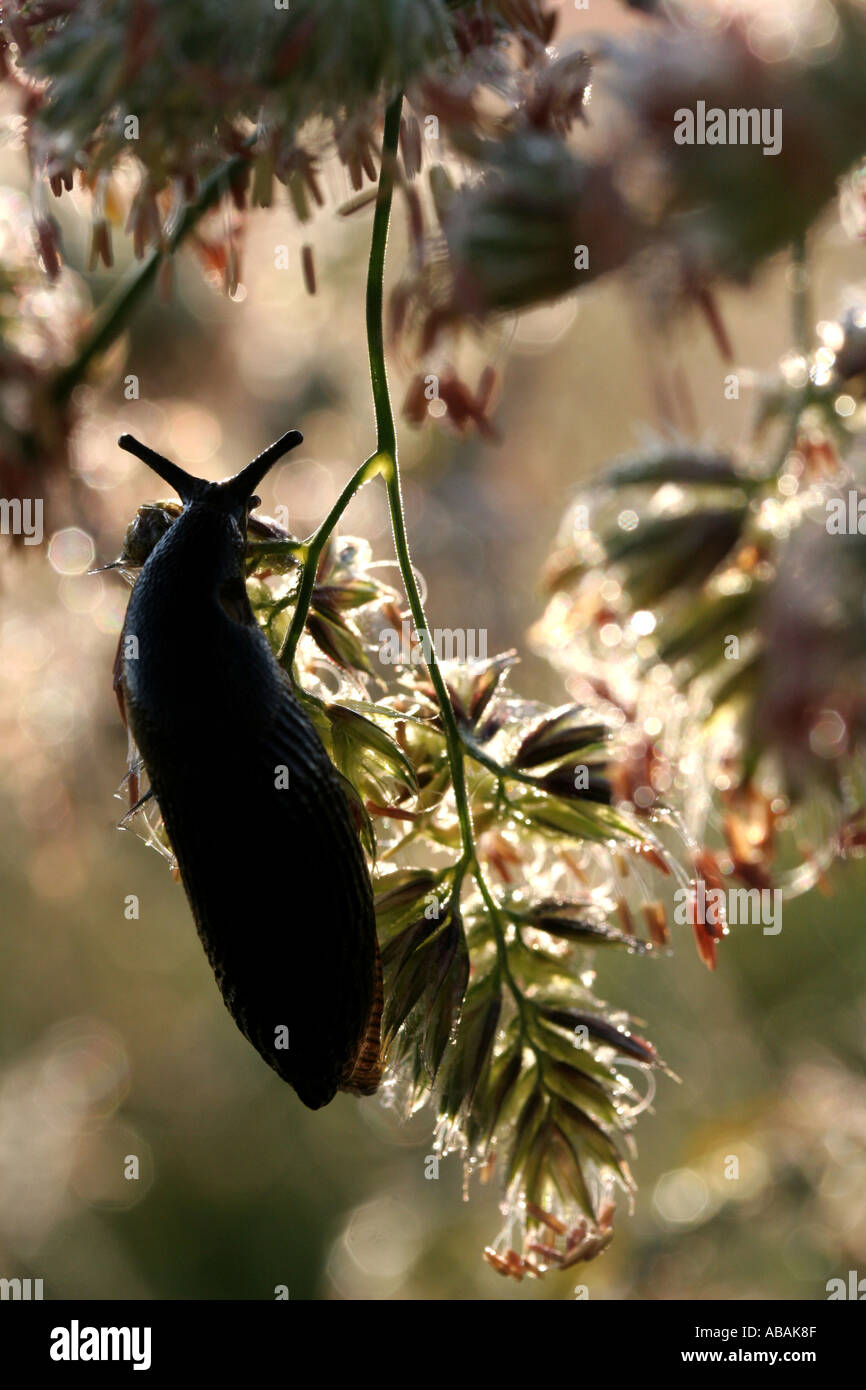 Slug in a Field Stock Photo - Alamy