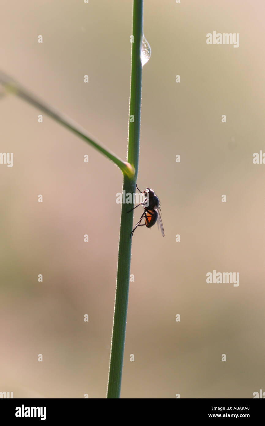Fly walking up a stem of grass Stock Photo - Alamy