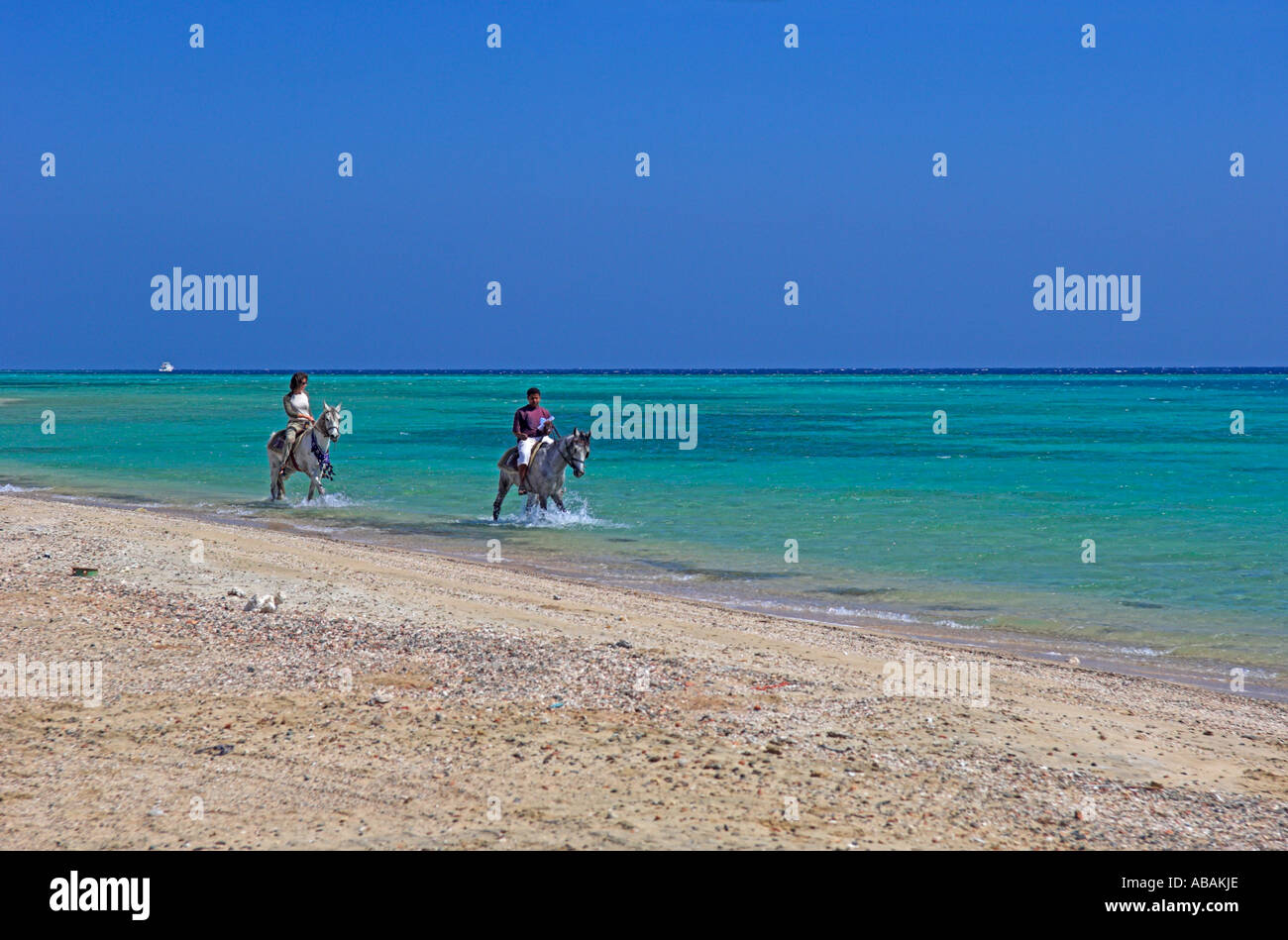 Two horseback riders in sea along Tondoba beach Red Sea Egypt Stock ...
