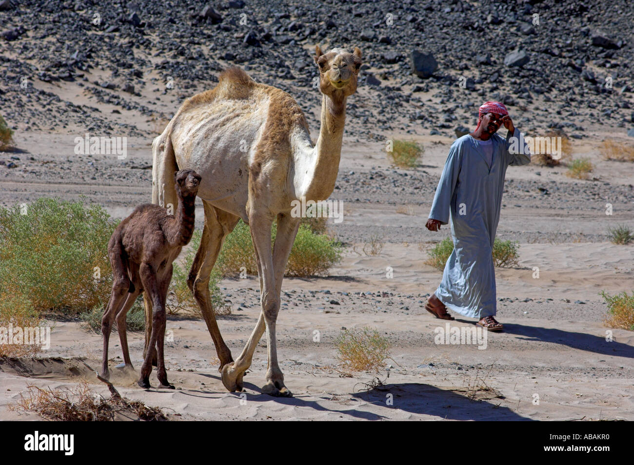 Ababda tribesman leading mother and baby camels early morning in Wadi ...