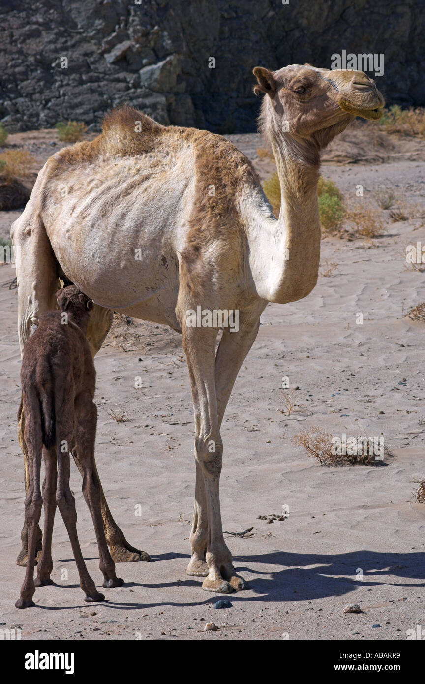 Baby camel feeding hi-res stock photography and images - Alamy