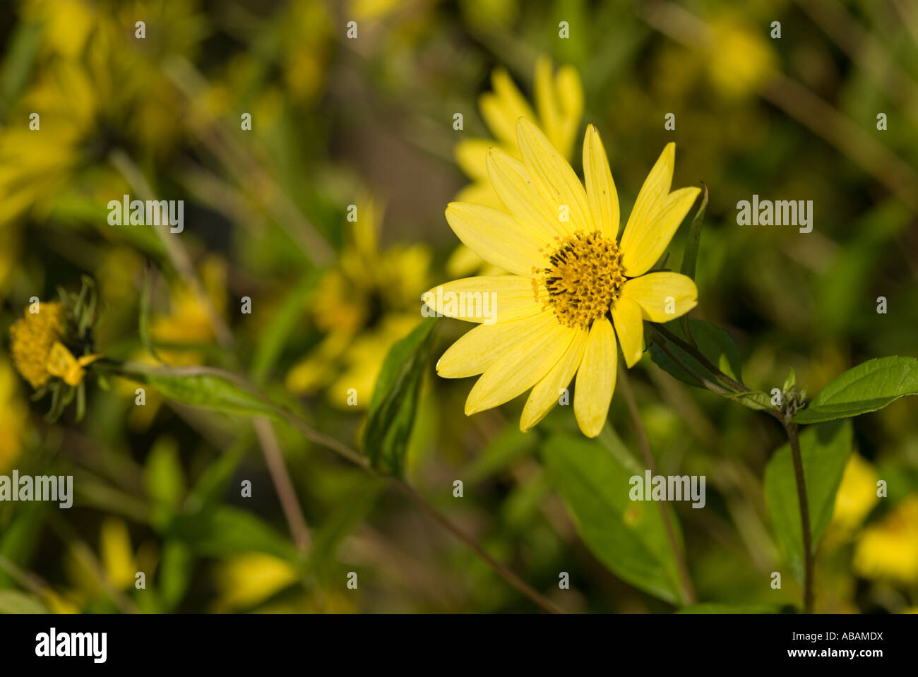 helinium moonwalker yellow flower heads Stock Photo - Alamy