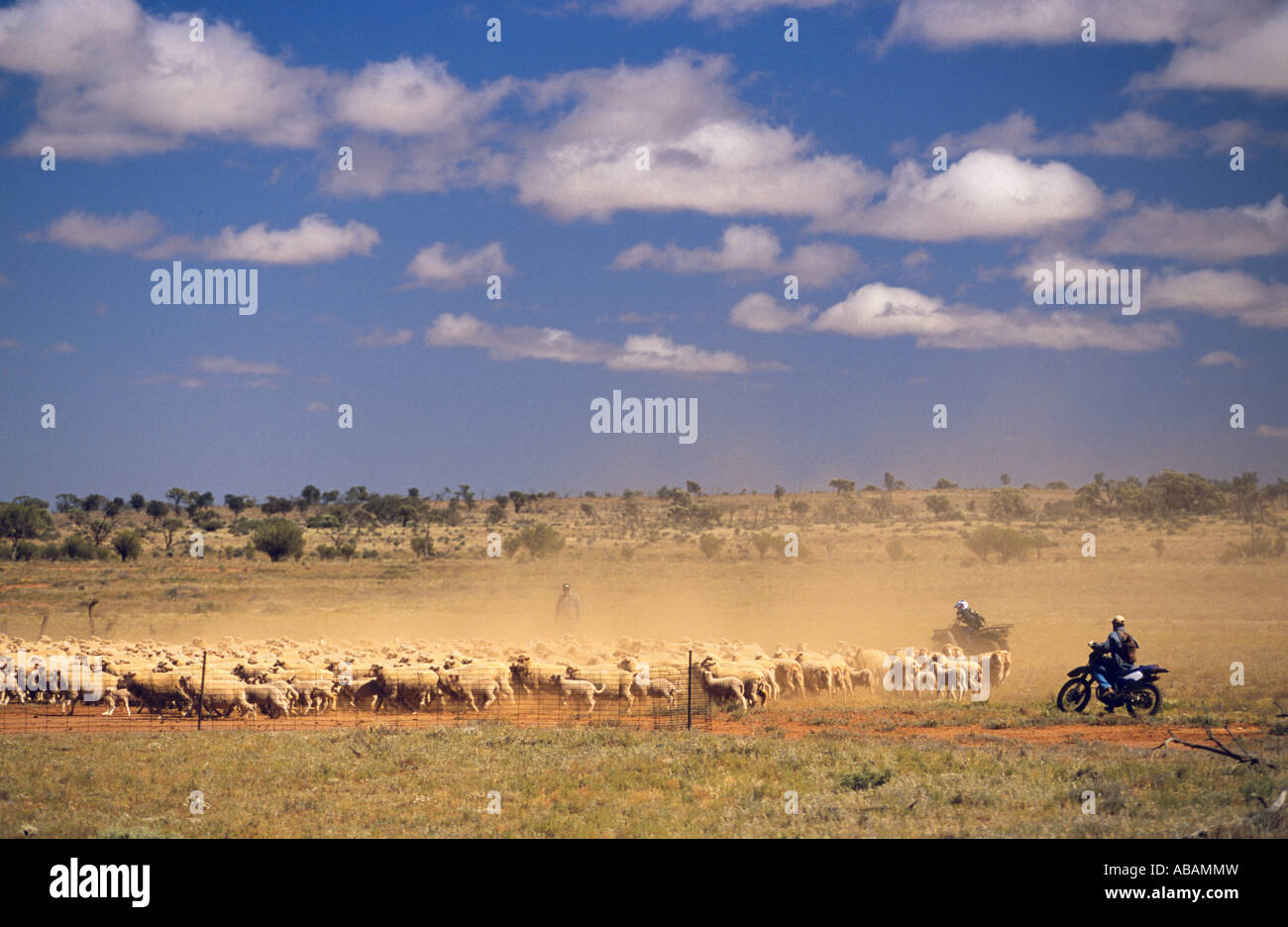 Mustering sheep using motorbikes, near Broken Hill, New South Wales ...